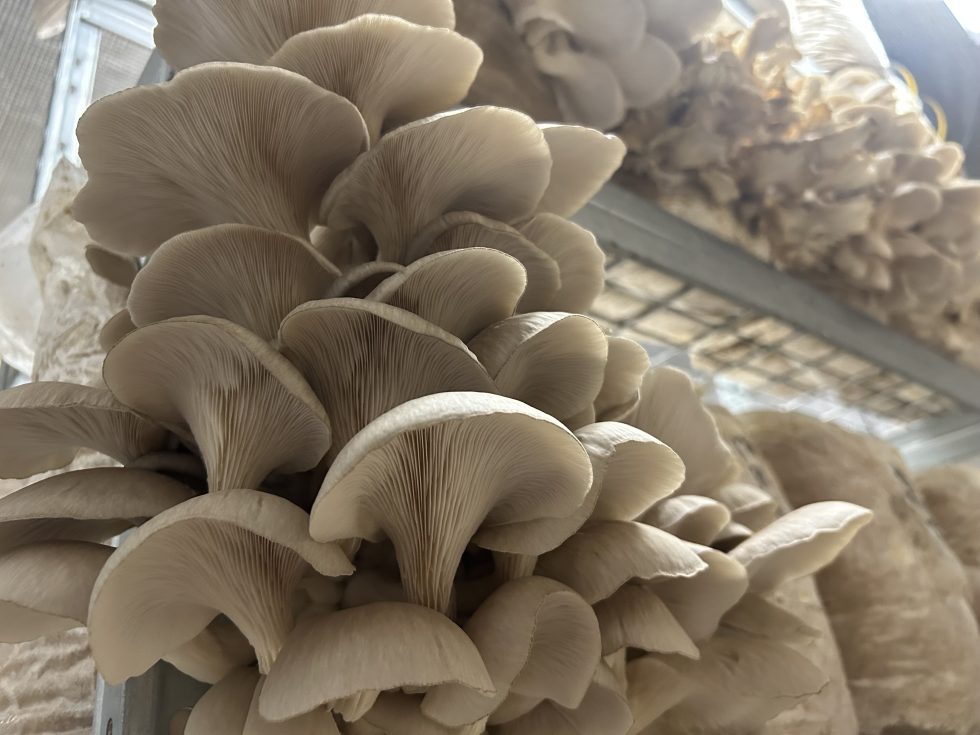 Free Mushroom Compost | Webster Mushrooms